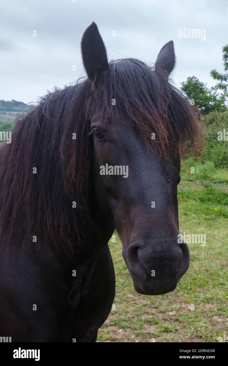 Le cheval merens Banque de photographies et d’images à haute résolution ...