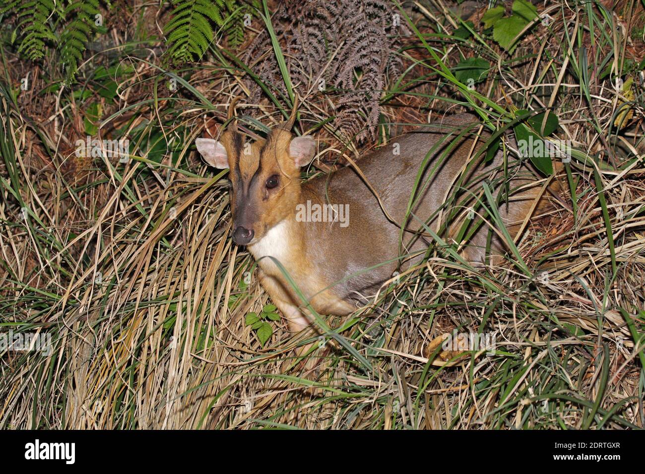 Muntiacus muntjak reevesi Banque de photographies et d’images à haute ...