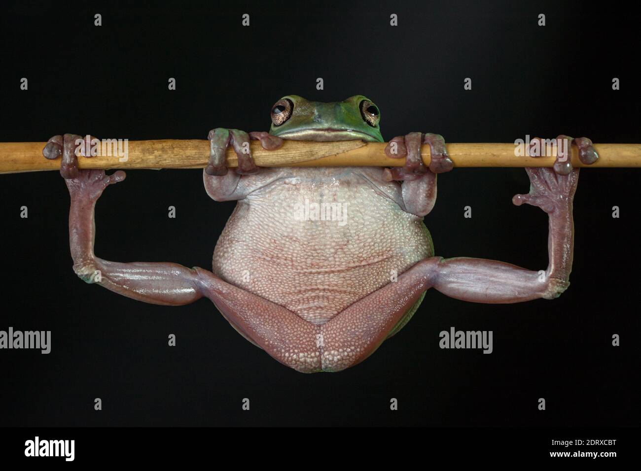 Fat frog Banque de photographies et d’images à haute résolution - Alamy