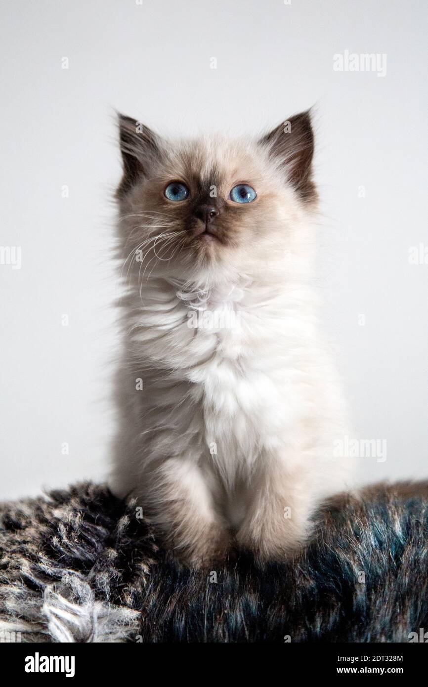 Ragdoll chaton mignon Banque de photographies et d’images à haute ...