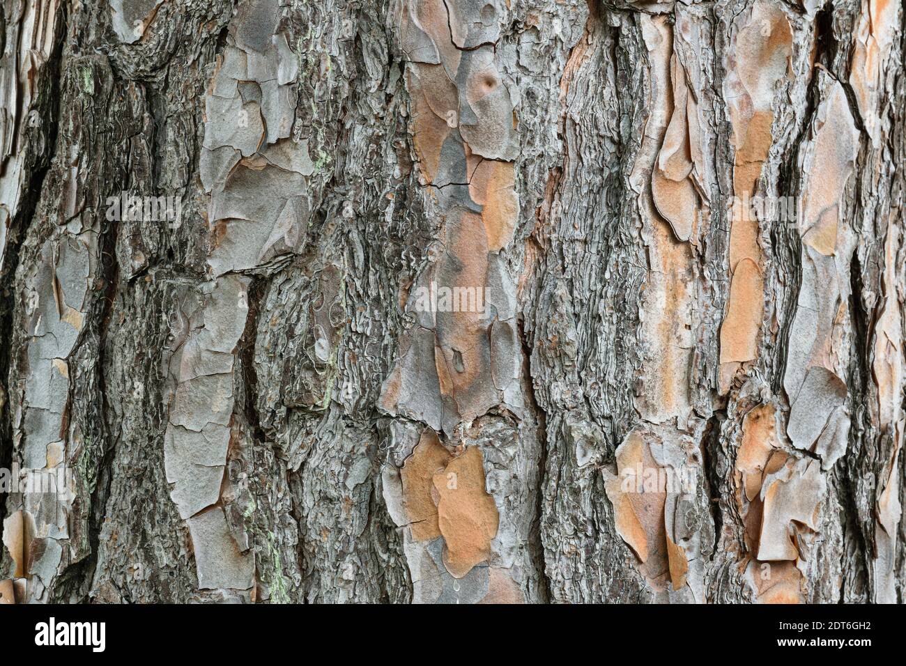 Texture de tronc d'arbre Banque de photographies et d’images à haute ...