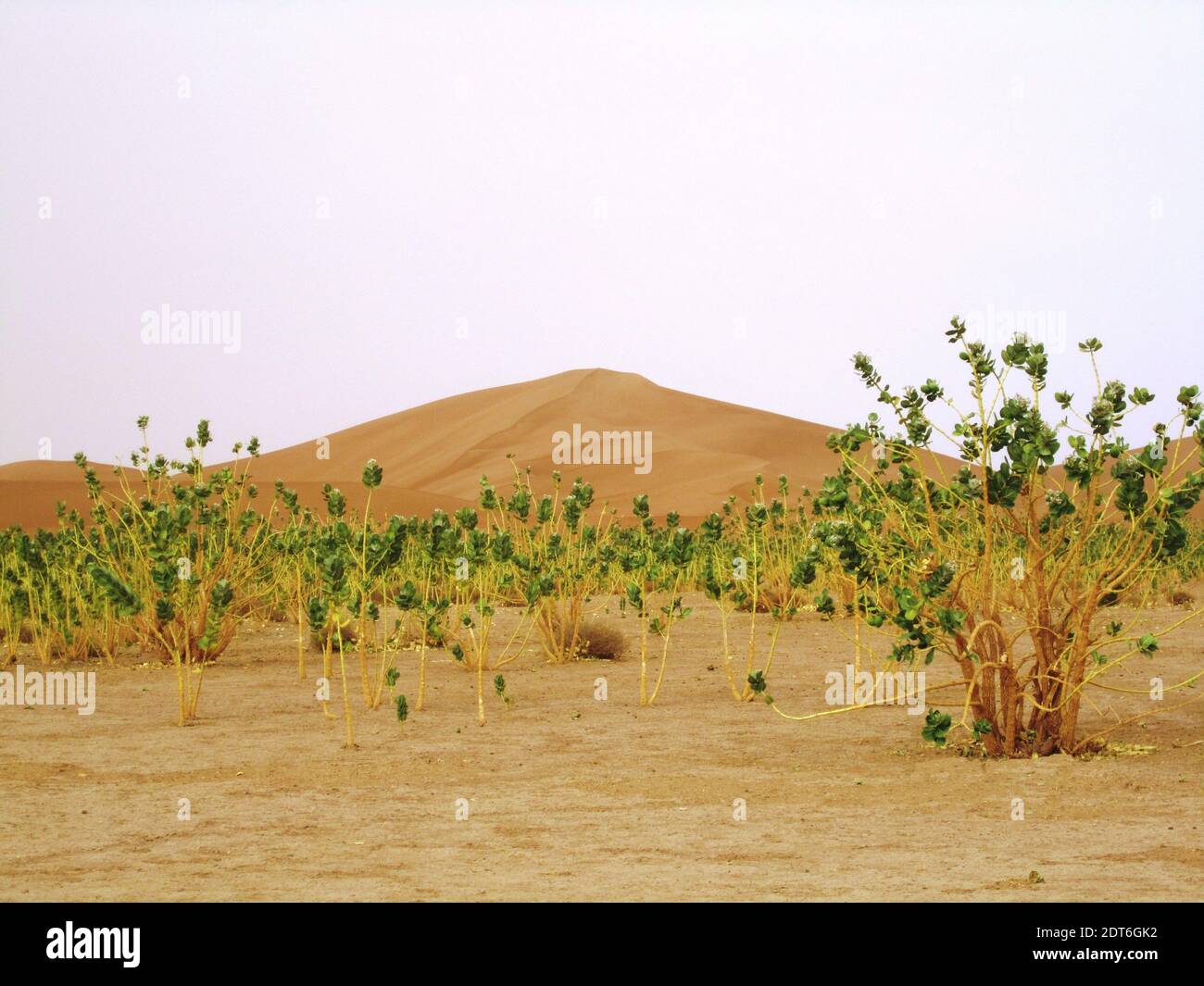 Terrain semi aride maroc Banque de photographies et d’images à haute ...