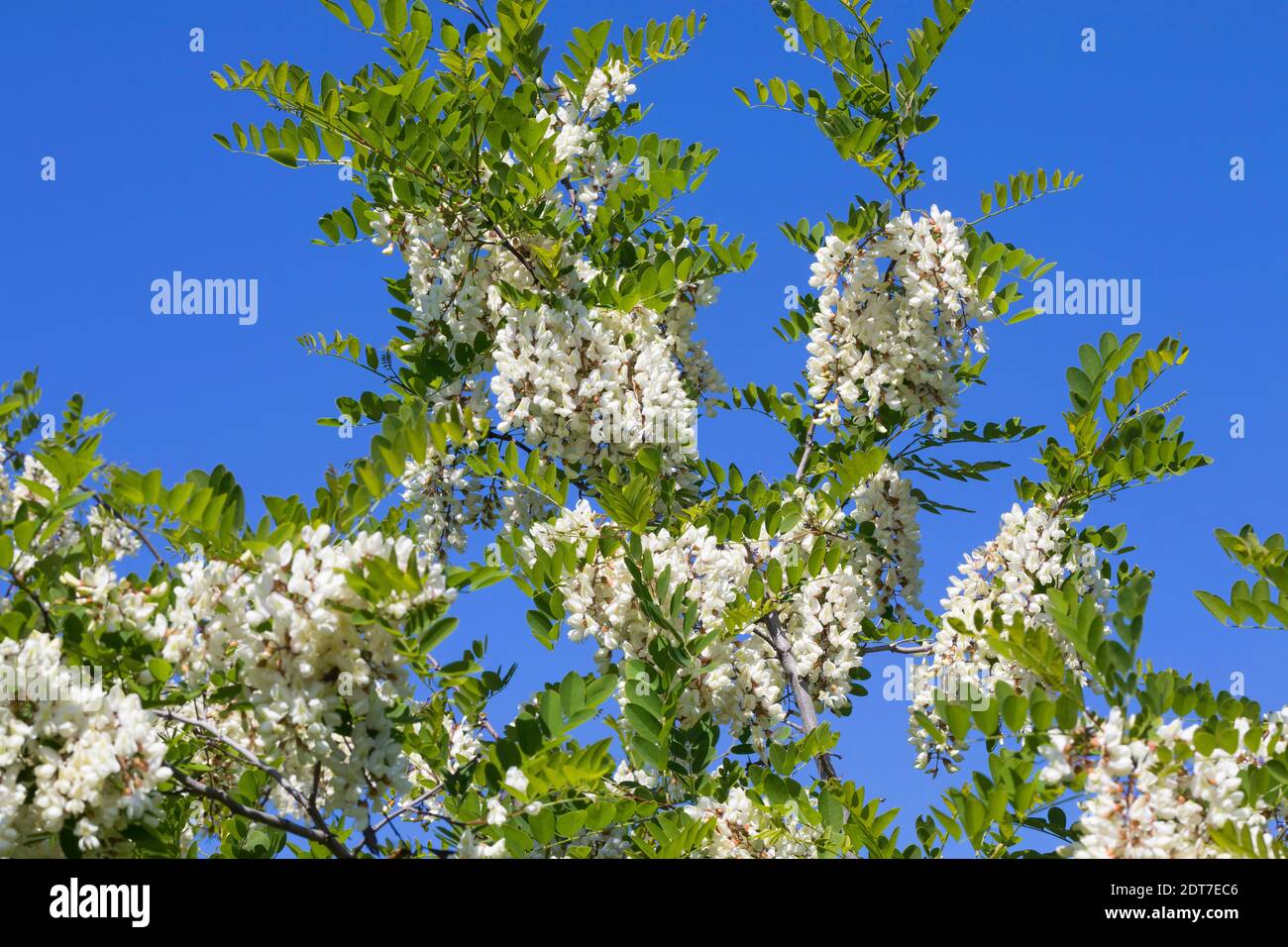 Le robinier, criquet commun, le robinier (Robinia pseudo-acacia ...