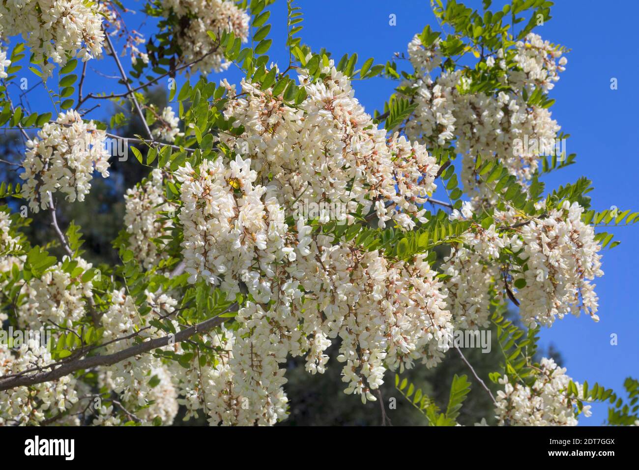 Le robinier, criquet commun, le robinier (Robinia pseudo-acacia ...