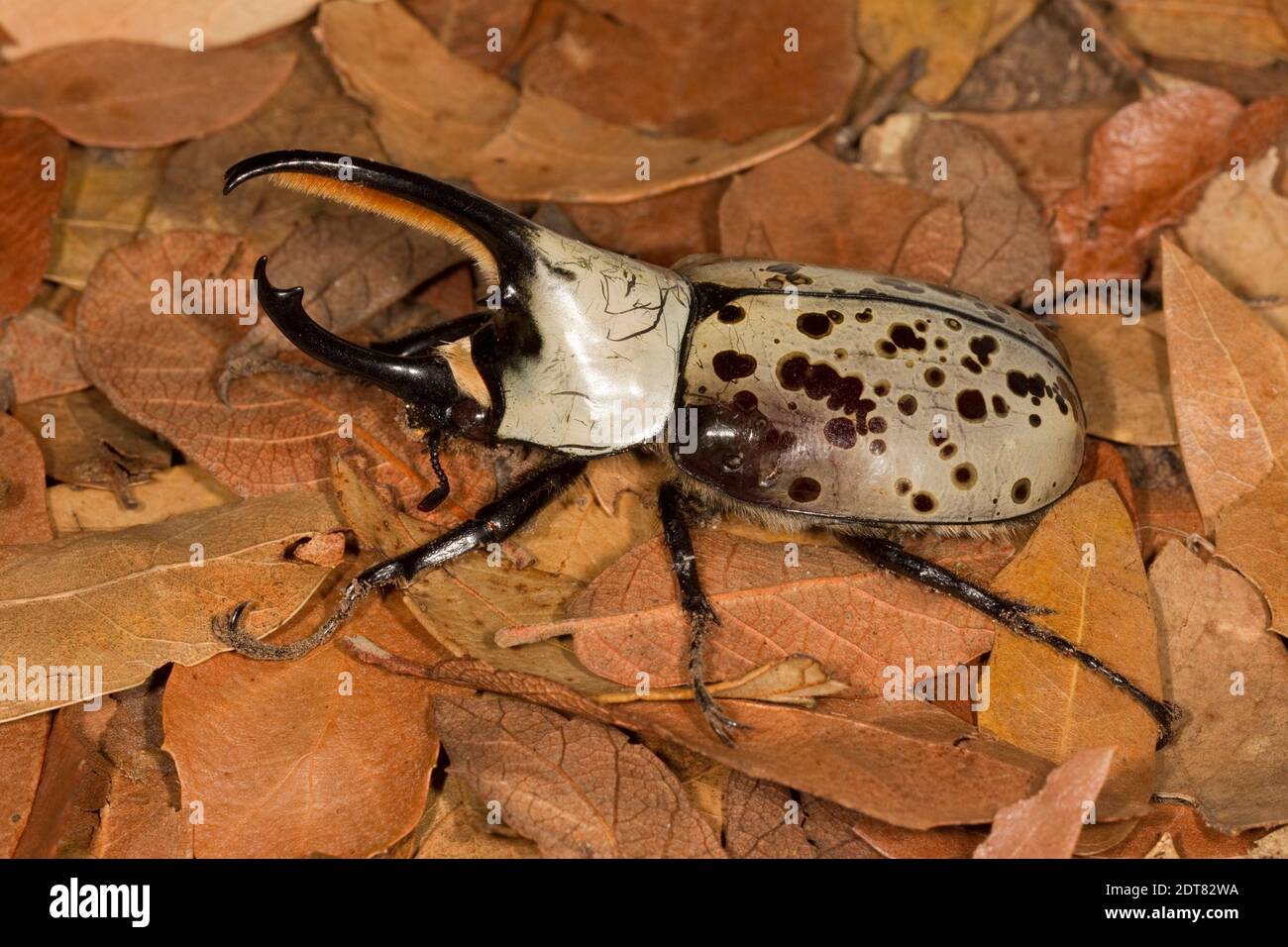 Hercules beetle Banque d'image et photos - Alamy