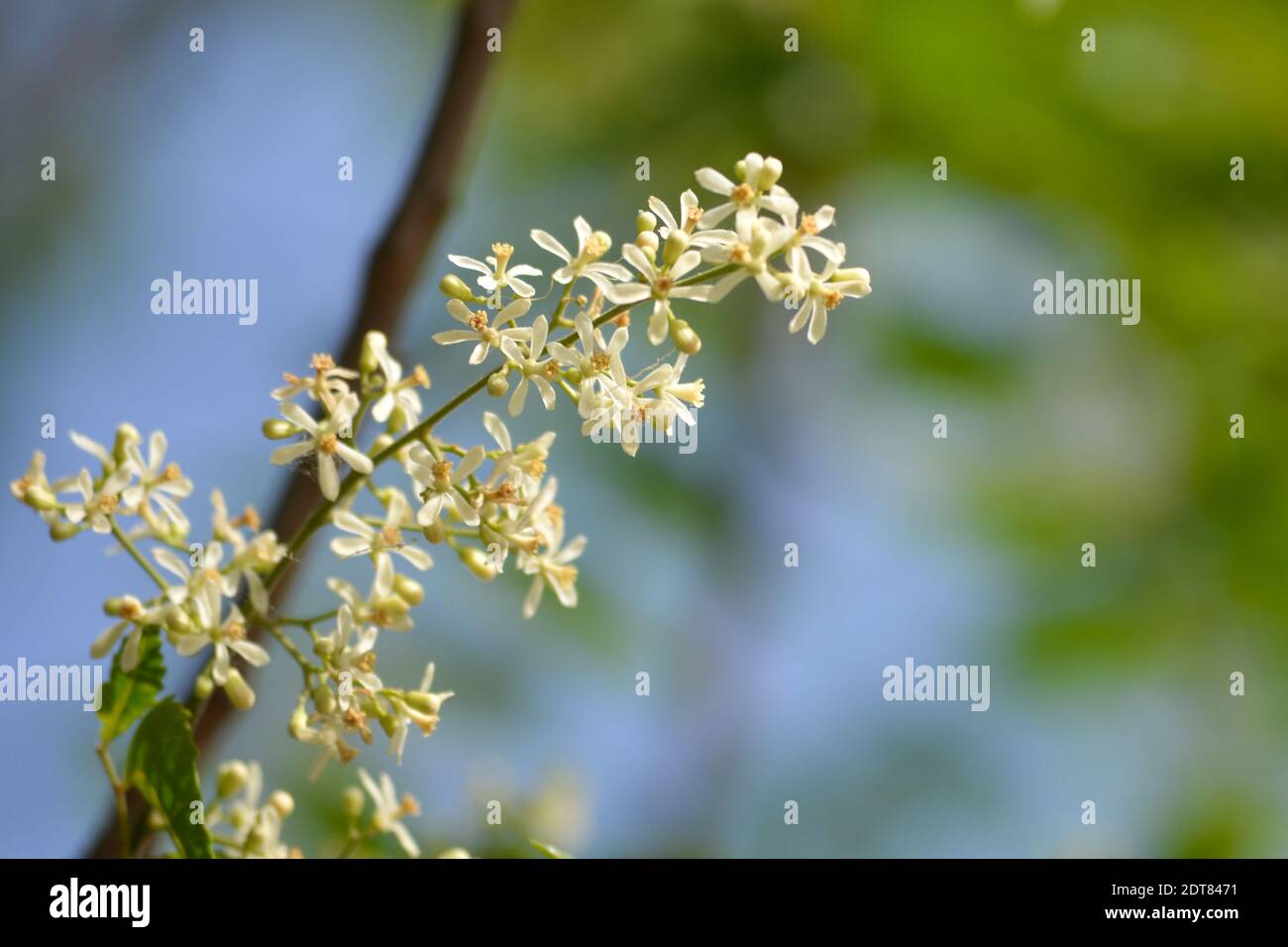 Neem tree Banque de photographies et d’images à haute résolution - Alamy