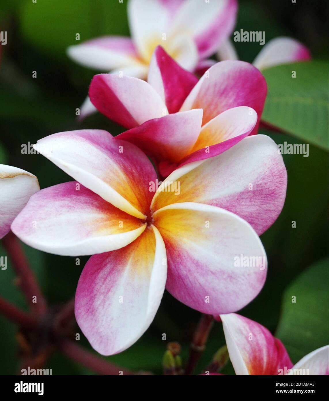 Fleurs de frangipanier rose de singapour Banque de photographies et d ...