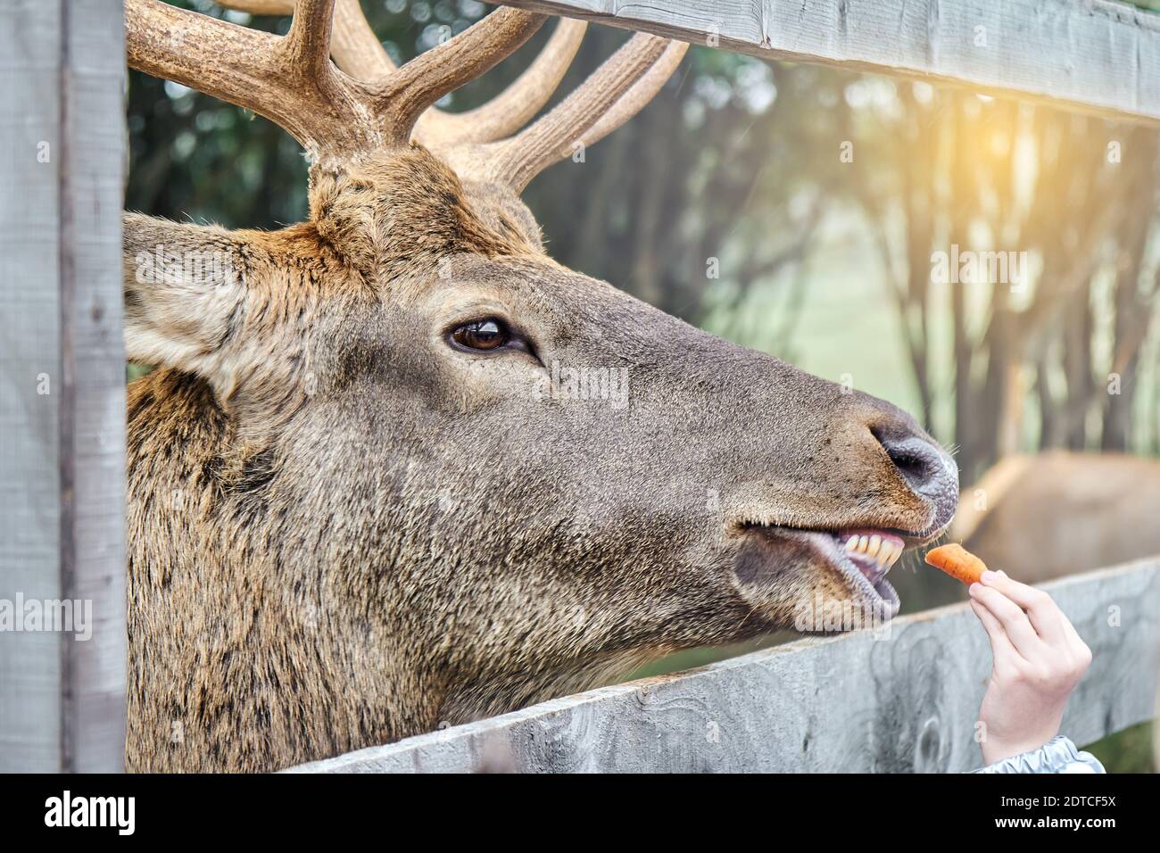 Maral animal Banque de photographies et d’images à haute résolution - Alamy