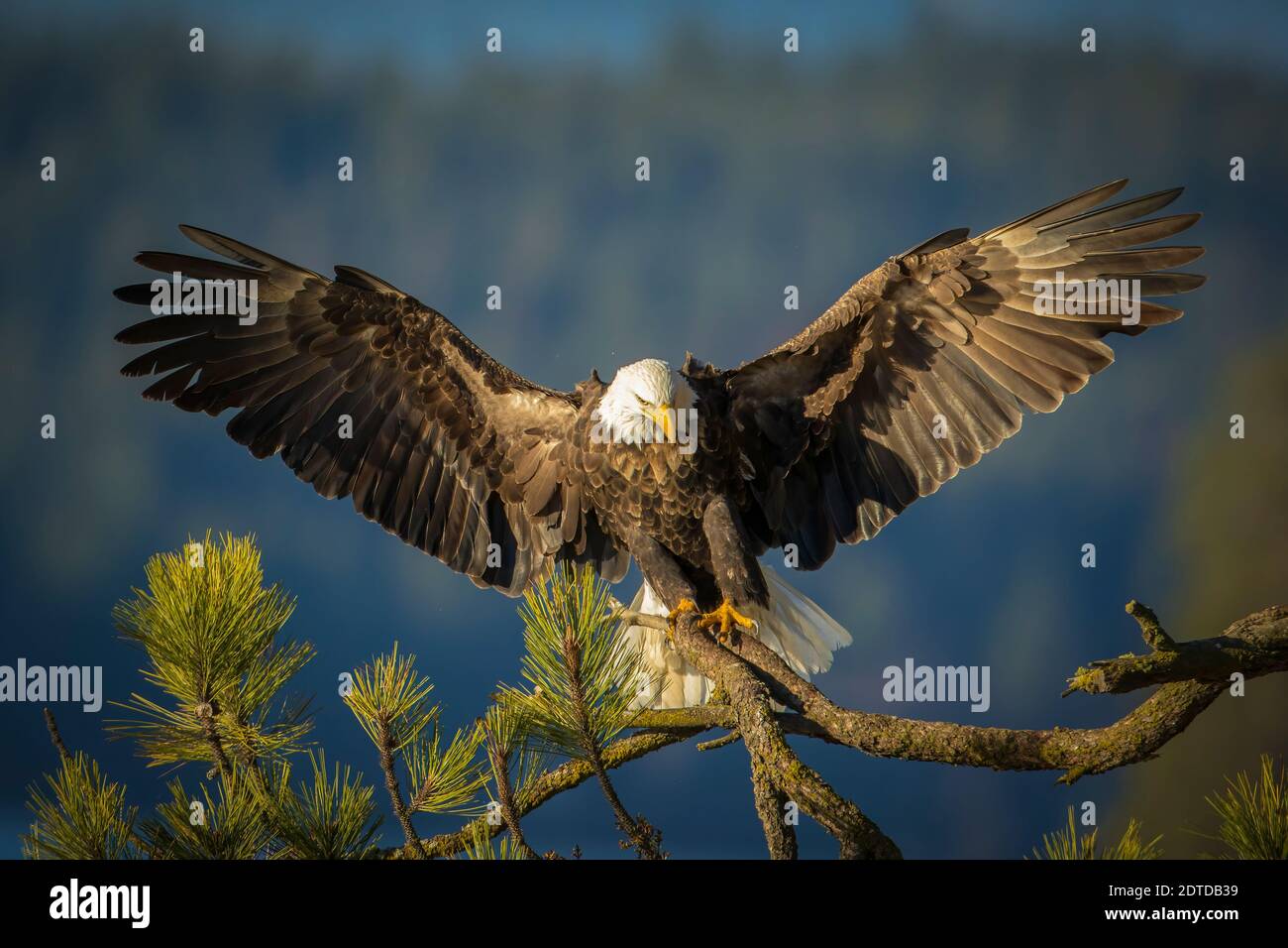 Sur Des Ailes D'aigles Banque d'image et photos - Alamy
