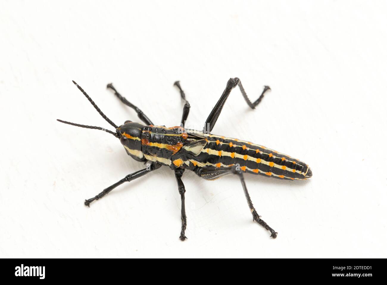 Mouche oculaire Banque d'images détourées - Alamy