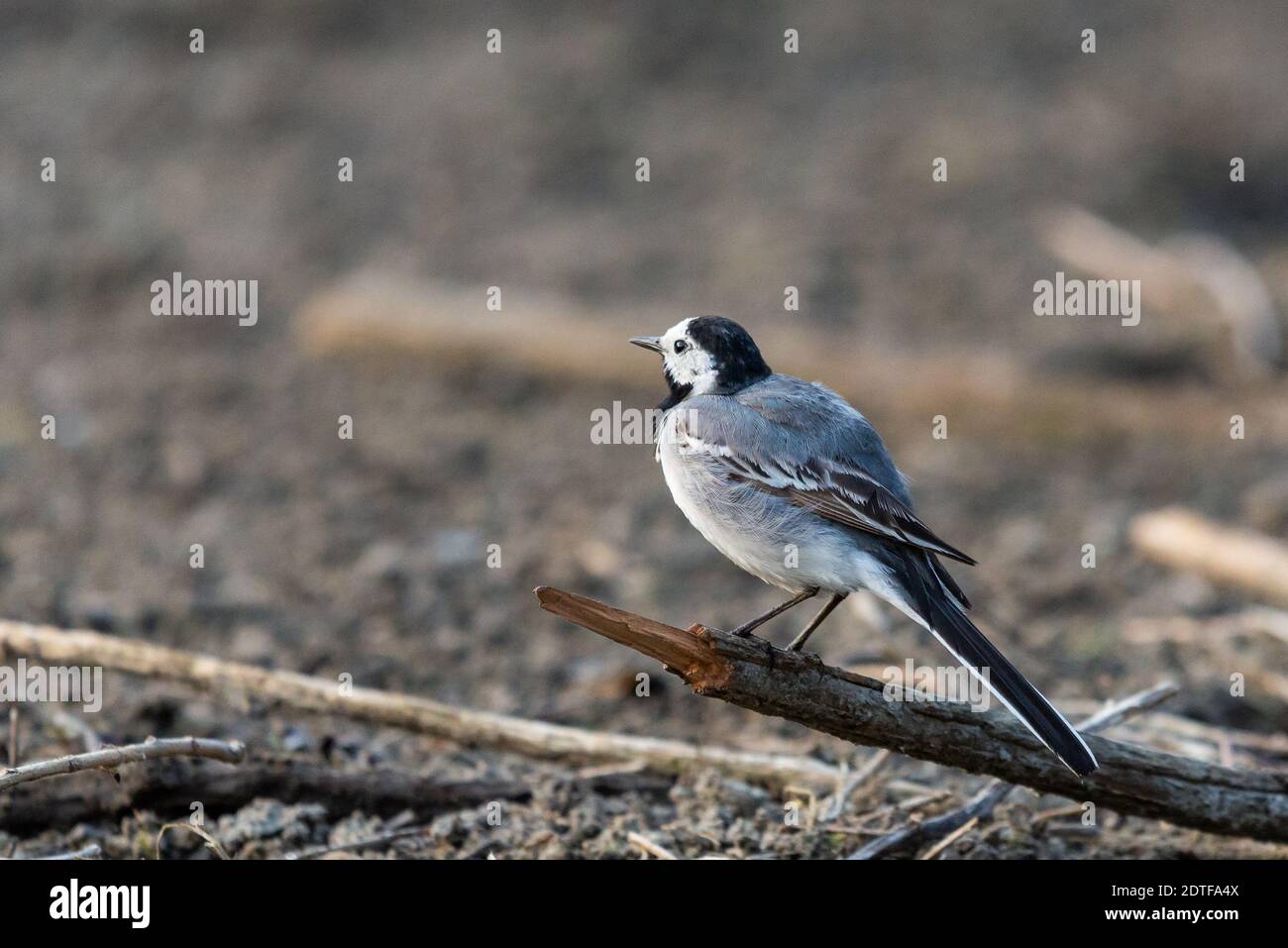 Bergeronnette grise - Motacilla alba, petit passereau populaires de ...