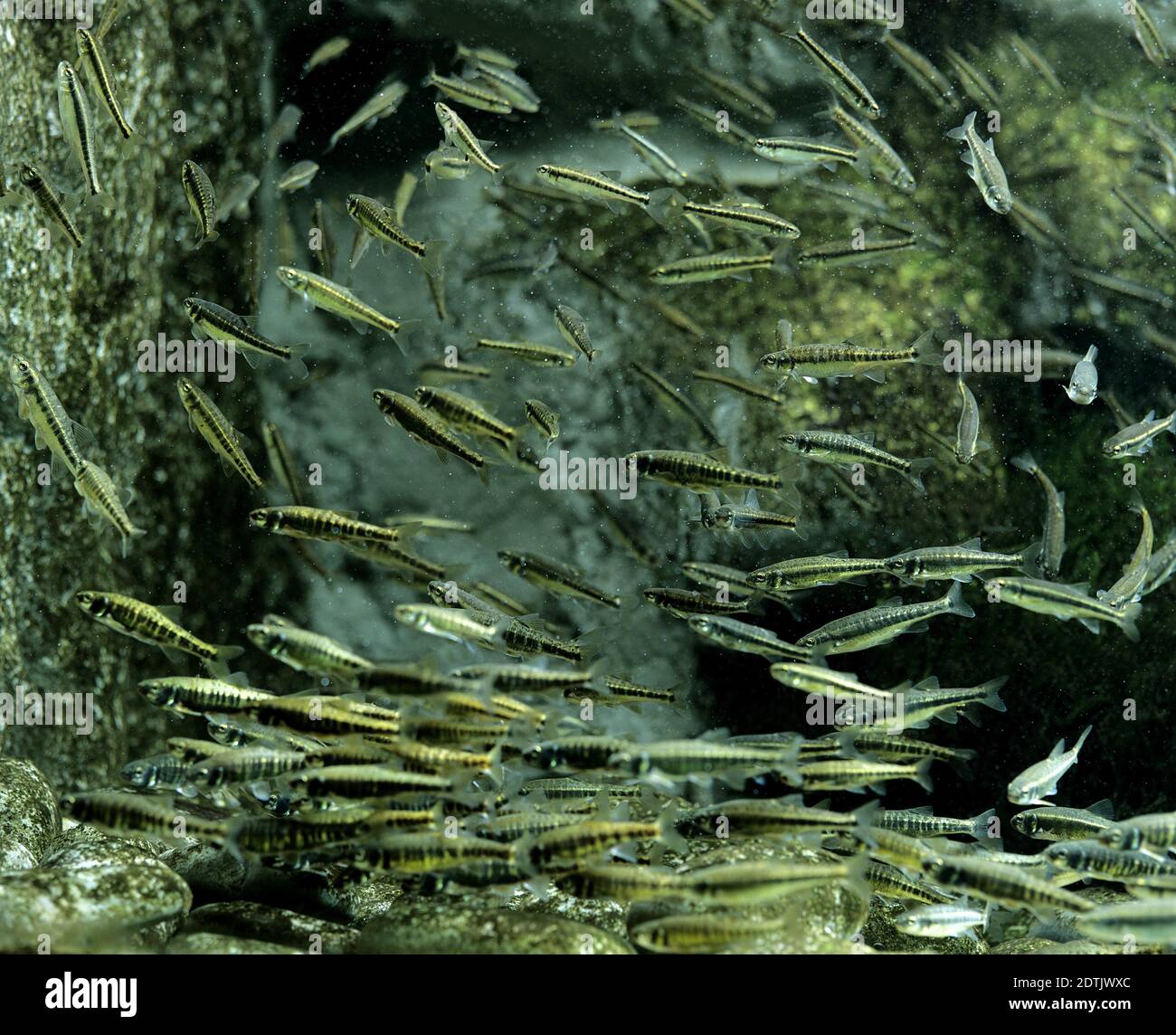 Minnow phoxinus phoxinus shoal fishes Banque de photographies et d ...