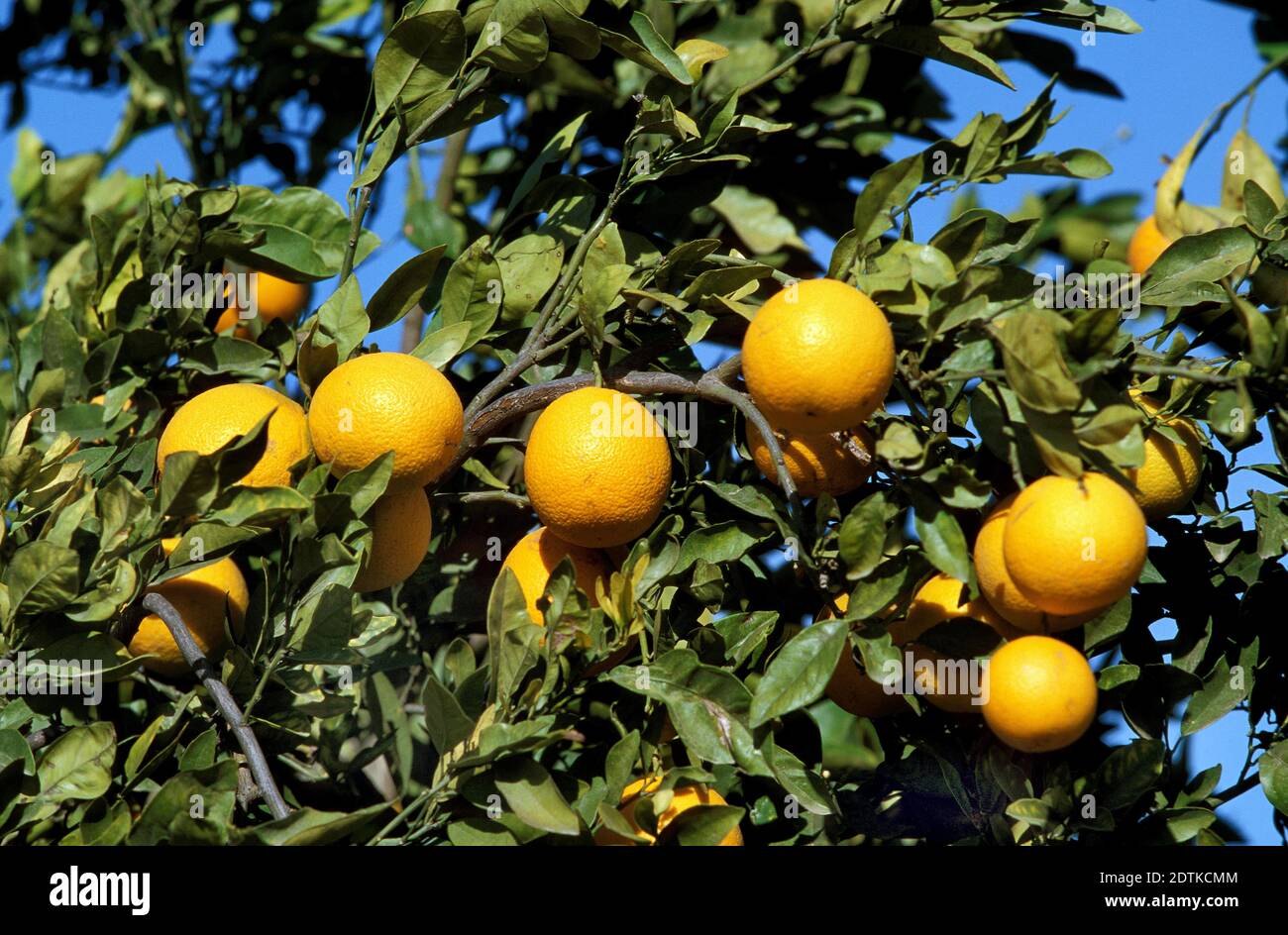 Citrus sinensis en corse Banque de photographies et d’images à haute ...