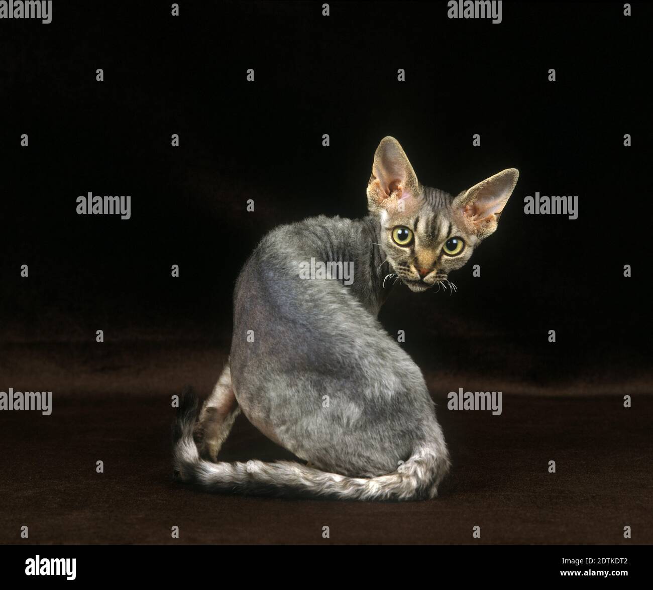 Noir devon rex Banque de photographies et d’images à haute résolution ...