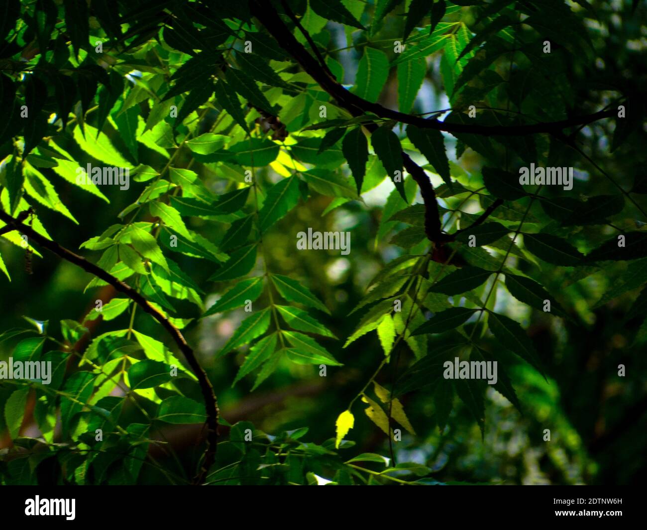 Arbre de neem au premier plan Banque de photographies et d’images à ...