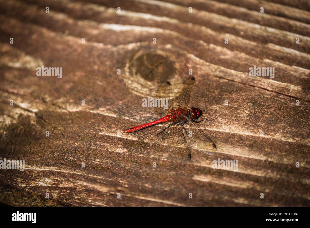 Libellule rouge Banque de photographies et d’images à haute résolution ...