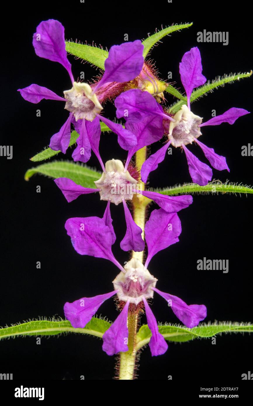 Cuphea flowers Banque de photographies et d’images à haute résolution ...