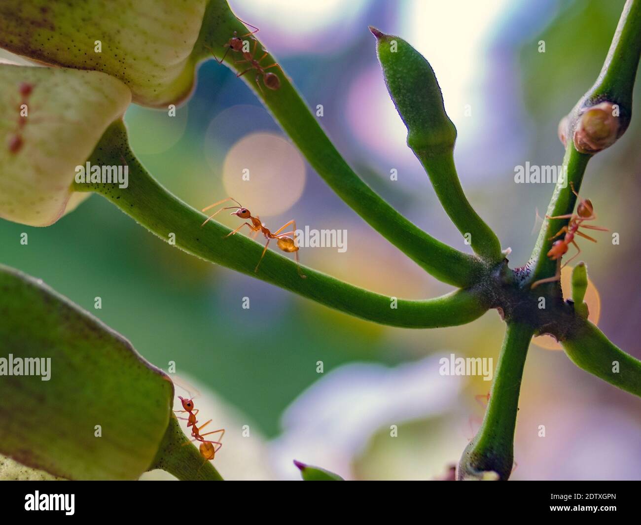 Fourmis sur les plantes Banque de photographies et d’images à haute ...