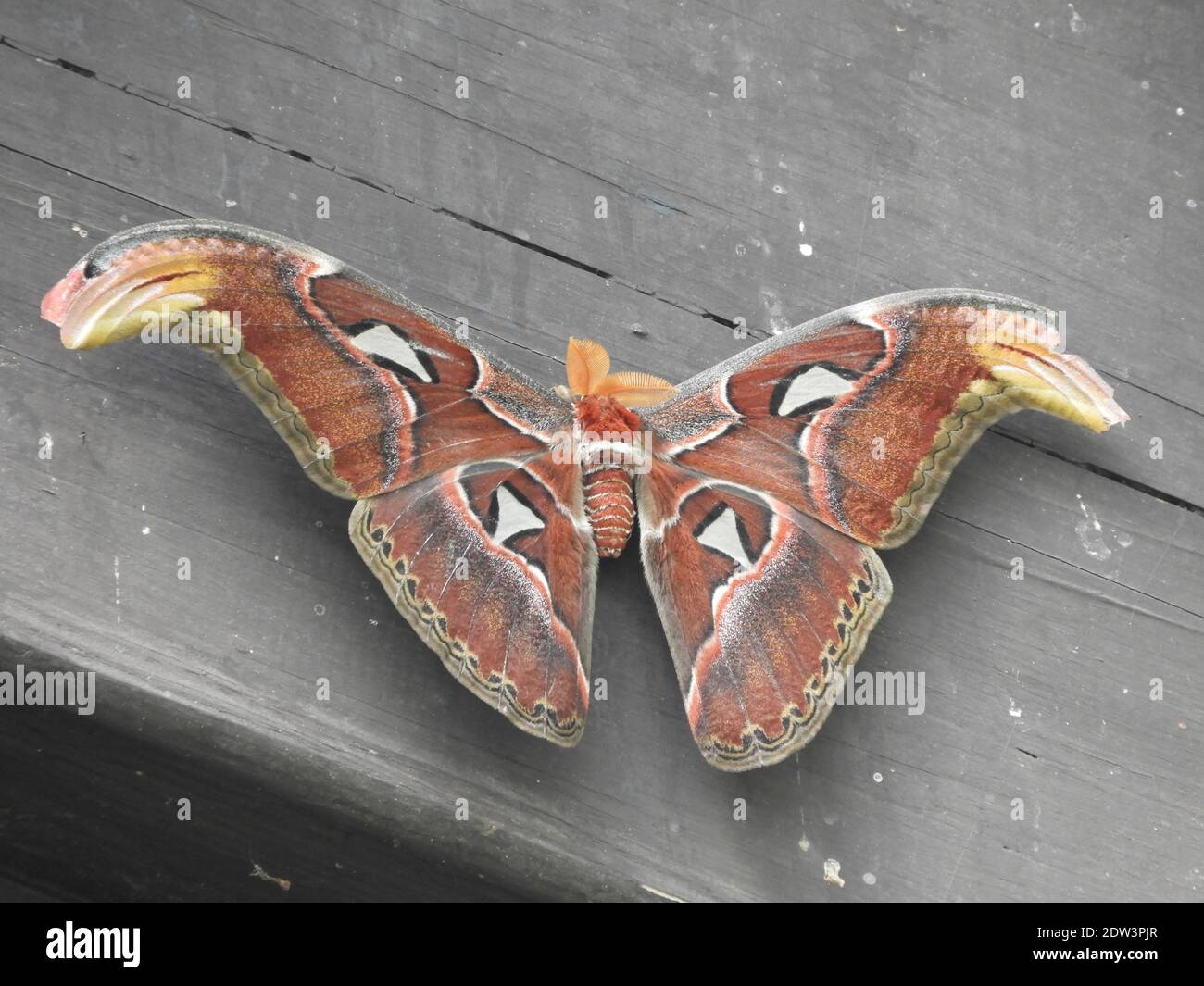 Papillon atlas Banque de photographies et d’images à haute résolution ...