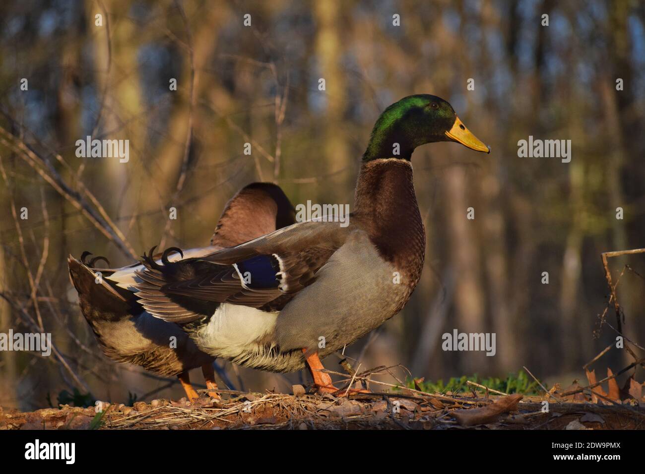 Canard de rouen Banque de photographies et d’images à haute résolution ...