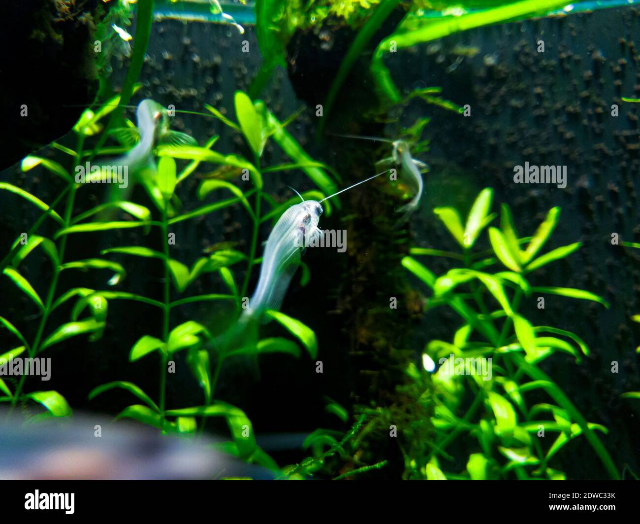 Poisson transparent Banque de photographies et d’images à haute ...