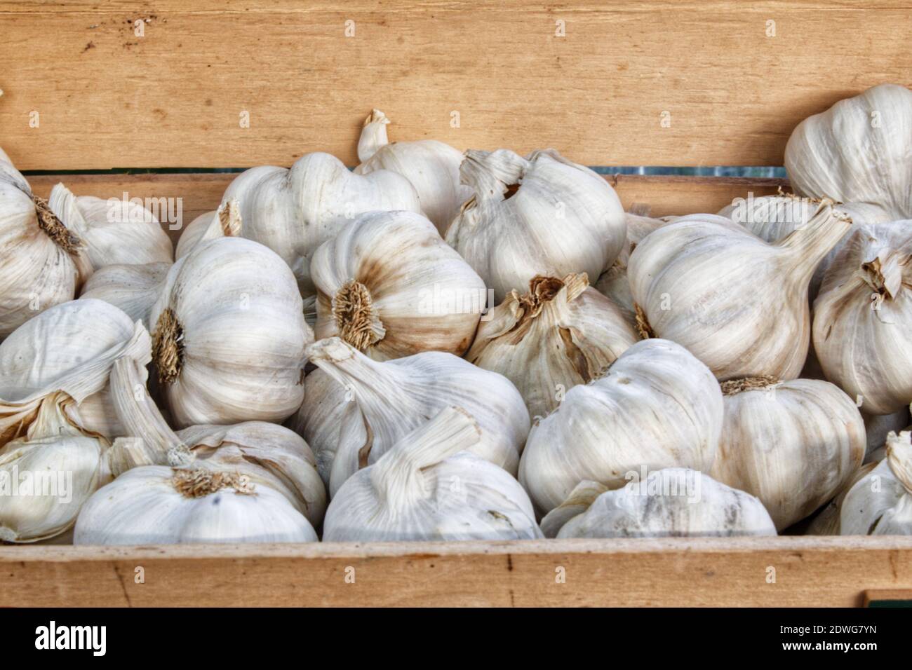 Ail sec Banque de photographies et d’images à haute résolution - Alamy