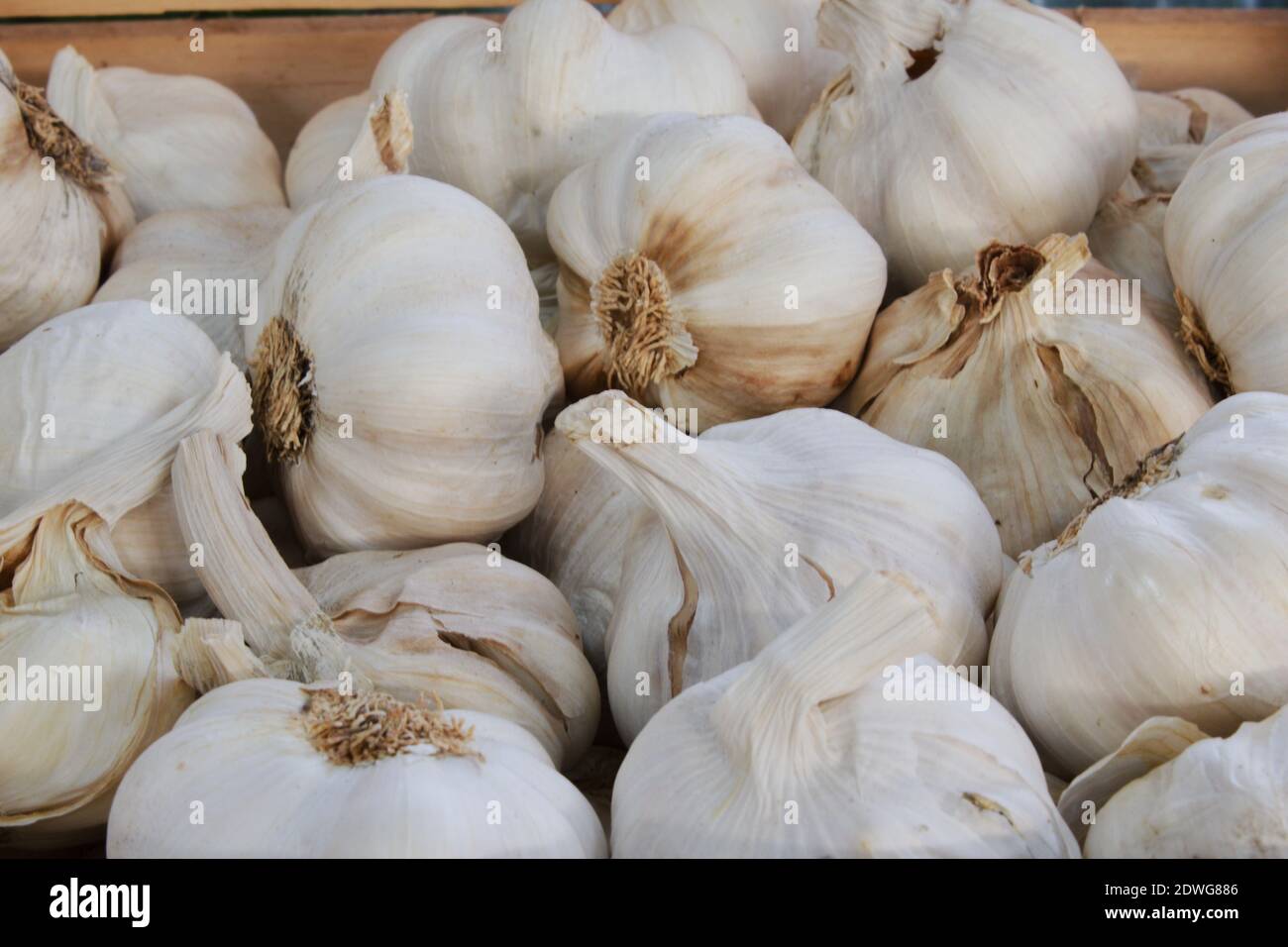 Ail sec Banque de photographies et d’images à haute résolution - Alamy