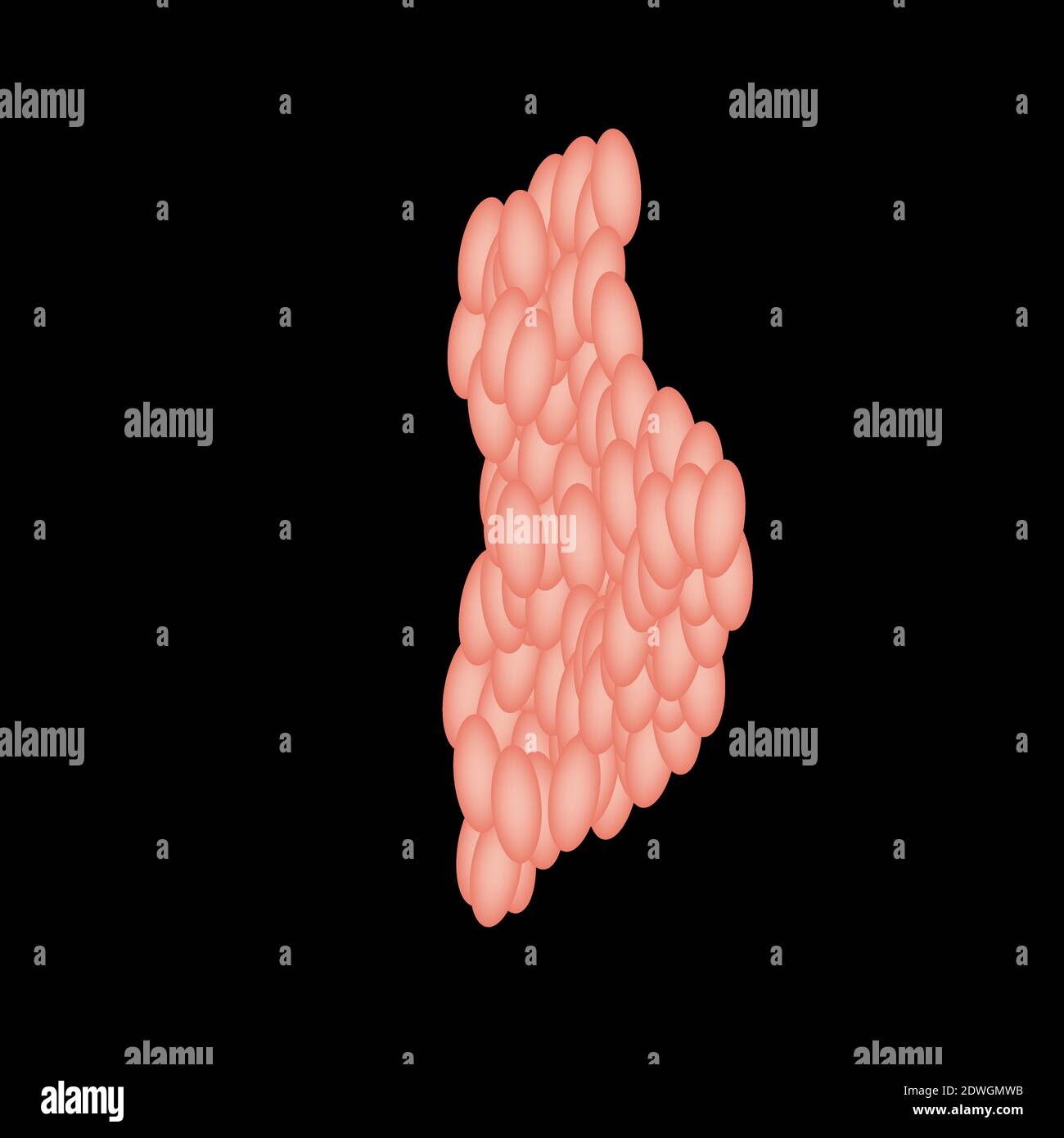 Canal parotide Banque de photographies et d’images à haute résolution ...