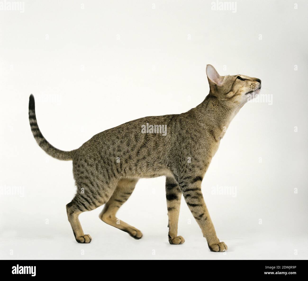 Chat oriental tabby brun Banque de photographies et d’images à haute ...