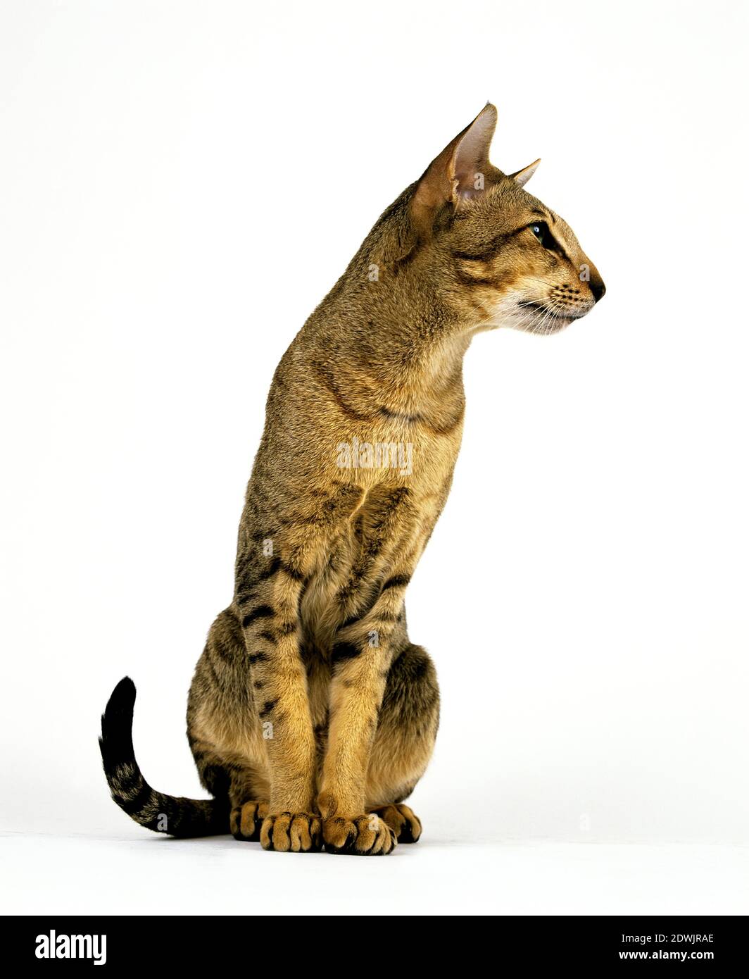 Chat oriental tabby brun Banque d'images détourées - Alamy