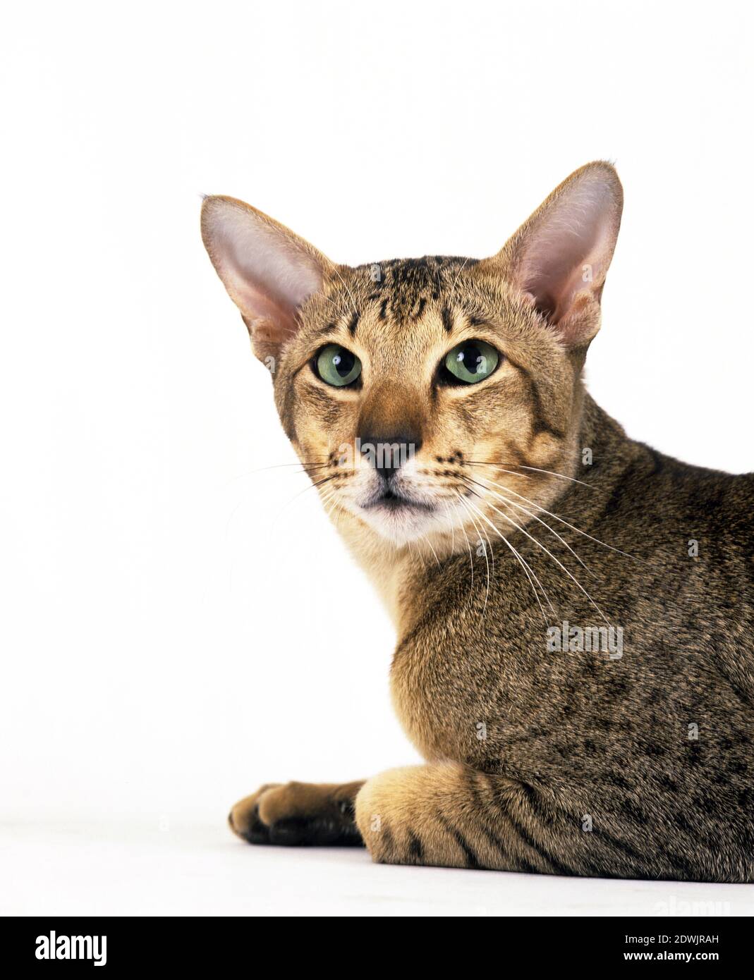 Chat oriental tabby brun Banque de photographies et d’images à haute ...