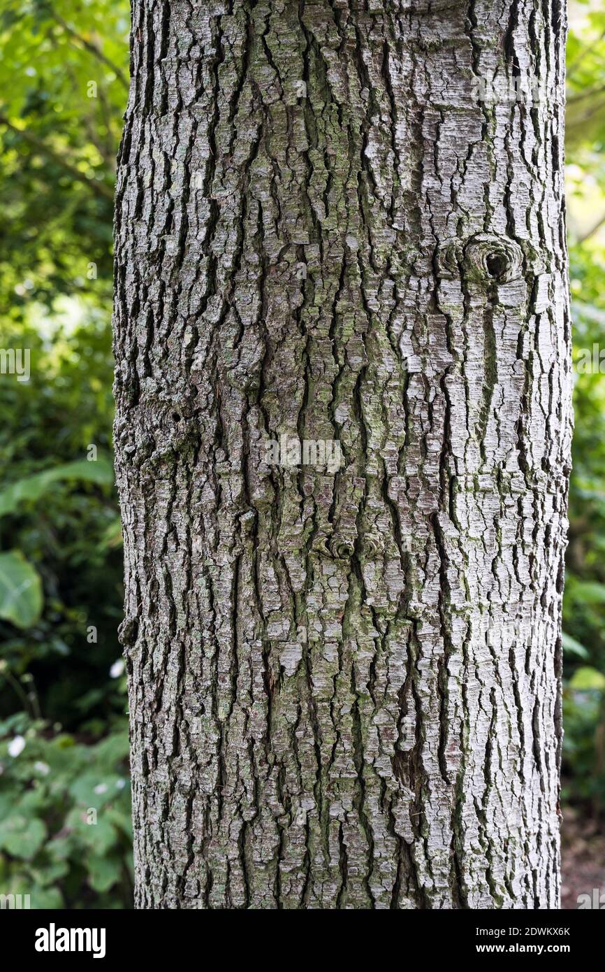 L'écorce rugueuse sur le tronc d'un cèdre bleu Cedrus atlantica glauca ...