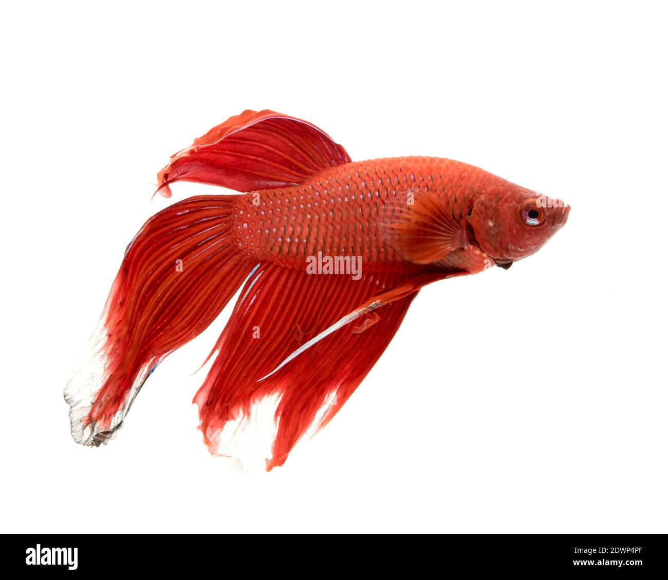 Image d'un poisson de combat sur fond blanc. (Betta splendens Photo ...