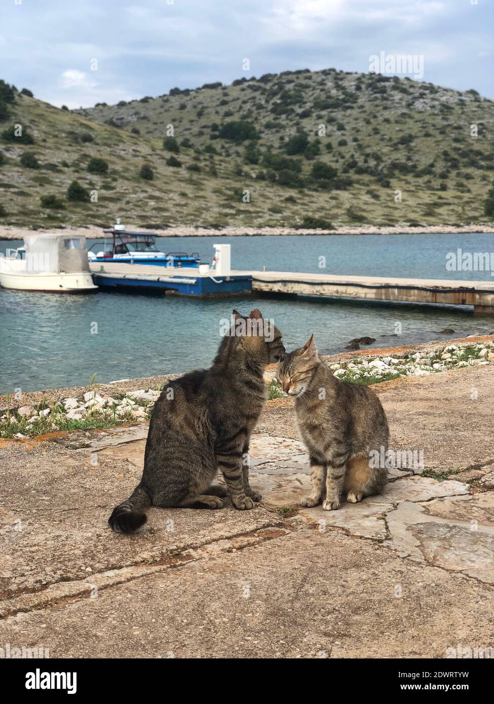 Chats dans la mer Banque de photographies et d’images à haute ...