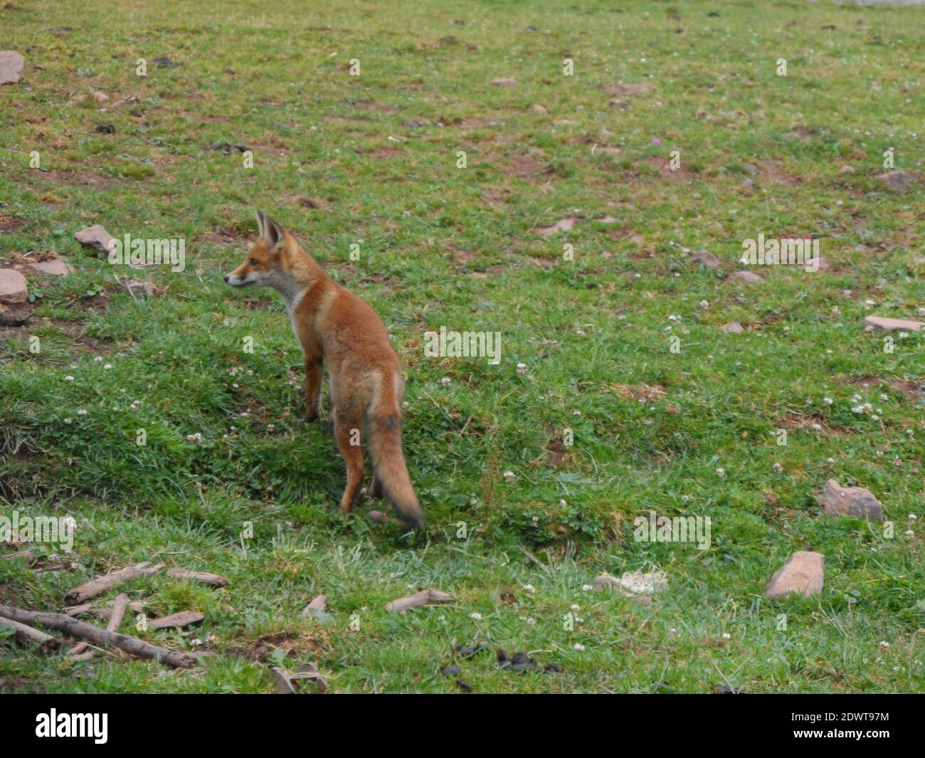 Redcar penguins Banque de photographies et d’images à haute résolution ...