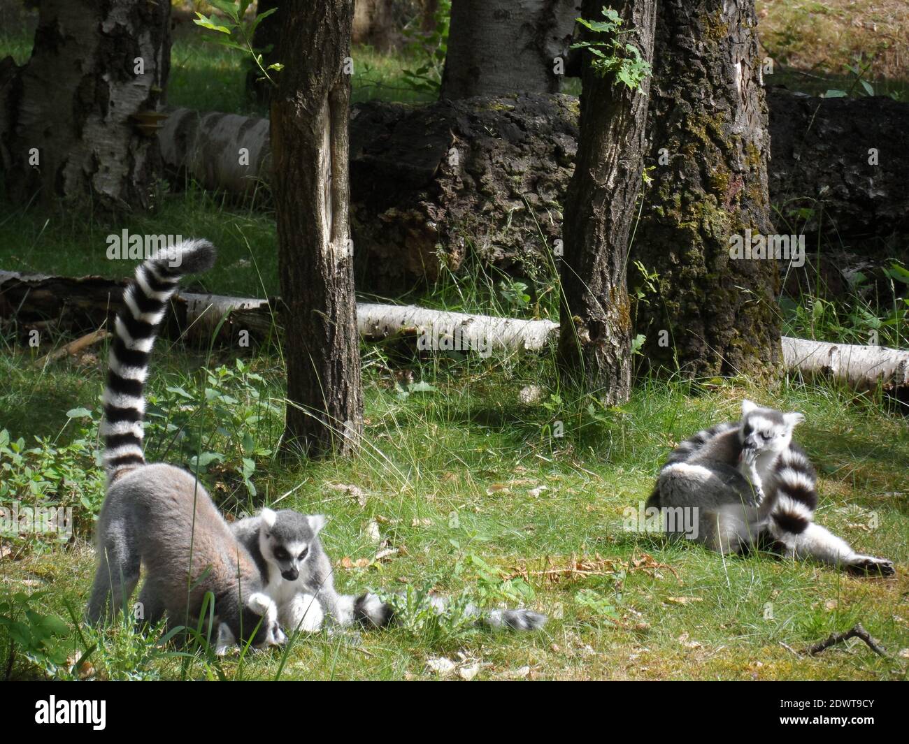 Redcar penguins Banque de photographies et d’images à haute résolution ...
