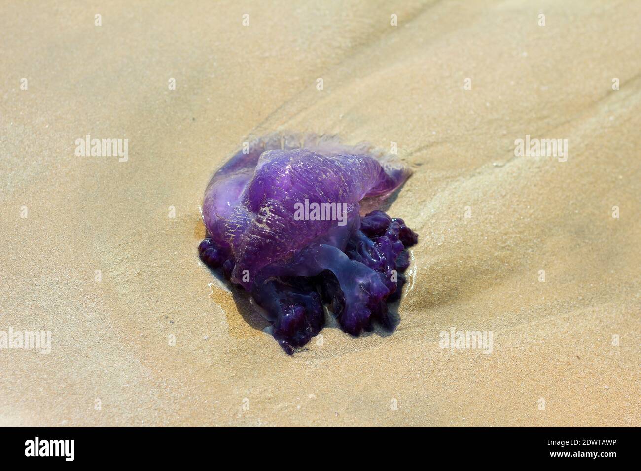 Méduse mauve sur la plage de sable fin Banque de photographies et d ...