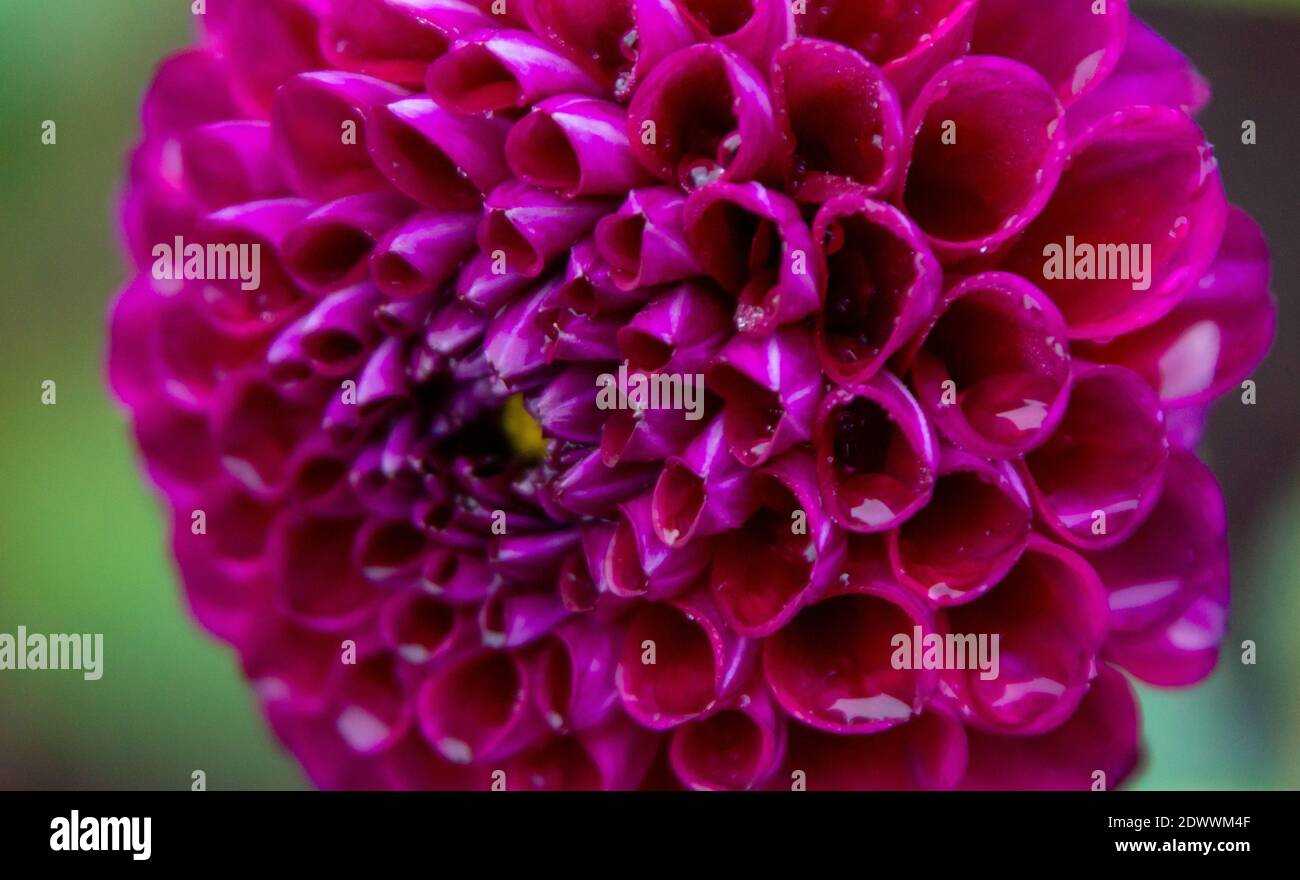Fleur violette ronde Banque de photographies et d’images à haute ...