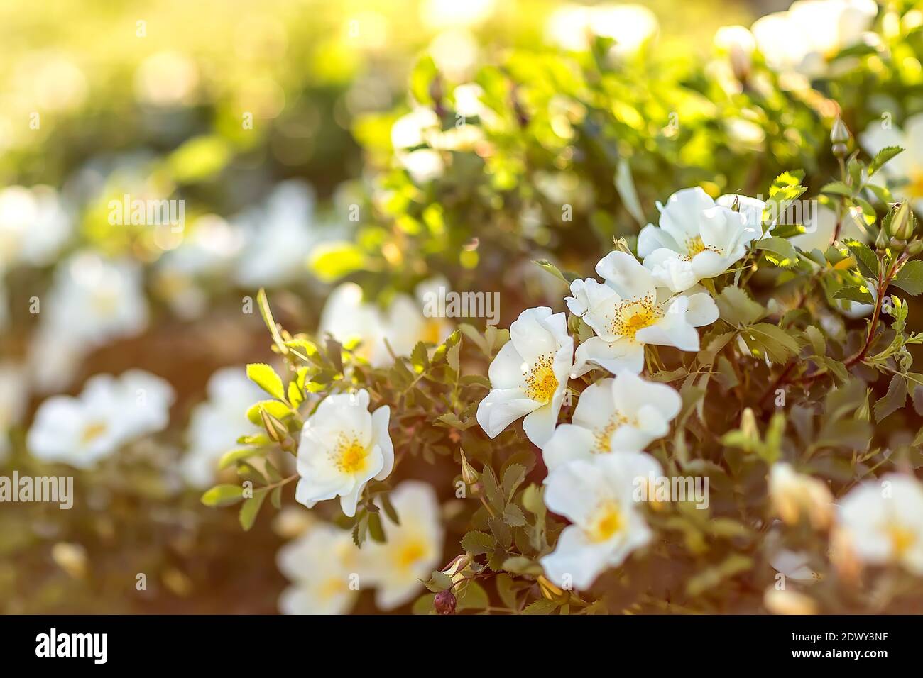 Eglantine flower Banque de photographies et d’images à haute résolution ...