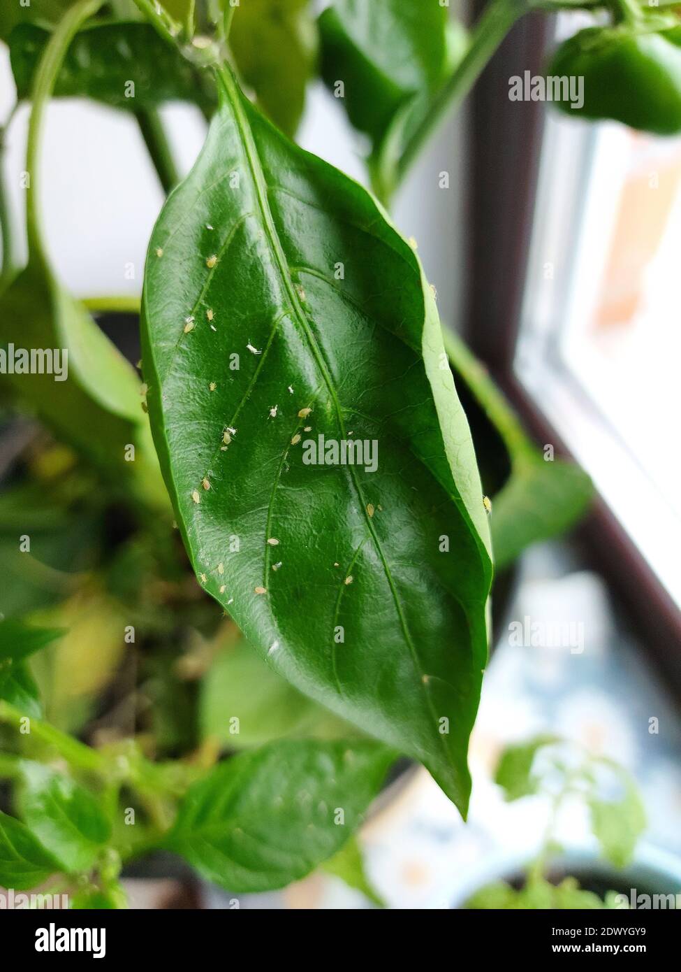 Feuille malade Banque de photographies et d’images à haute résolution ...