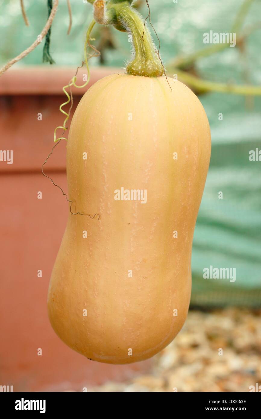 Plante de butternut Banque de photographies et d’images à haute ...