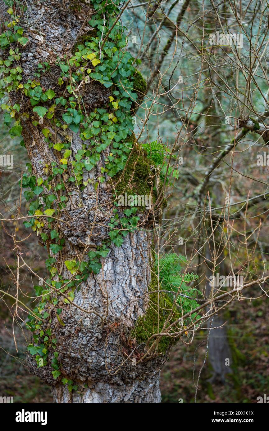 Forêt en automne dans la Fermeria la Iseca, dans la municipalité de ...