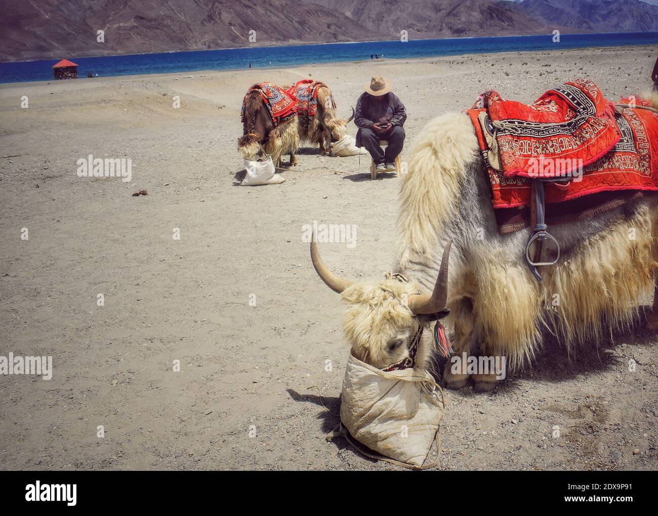 Yak animal with saddle Banque de photographies et d’images à haute ...