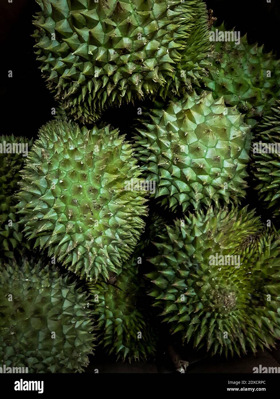 Durian Forestier Banque d'image et photos - Alamy