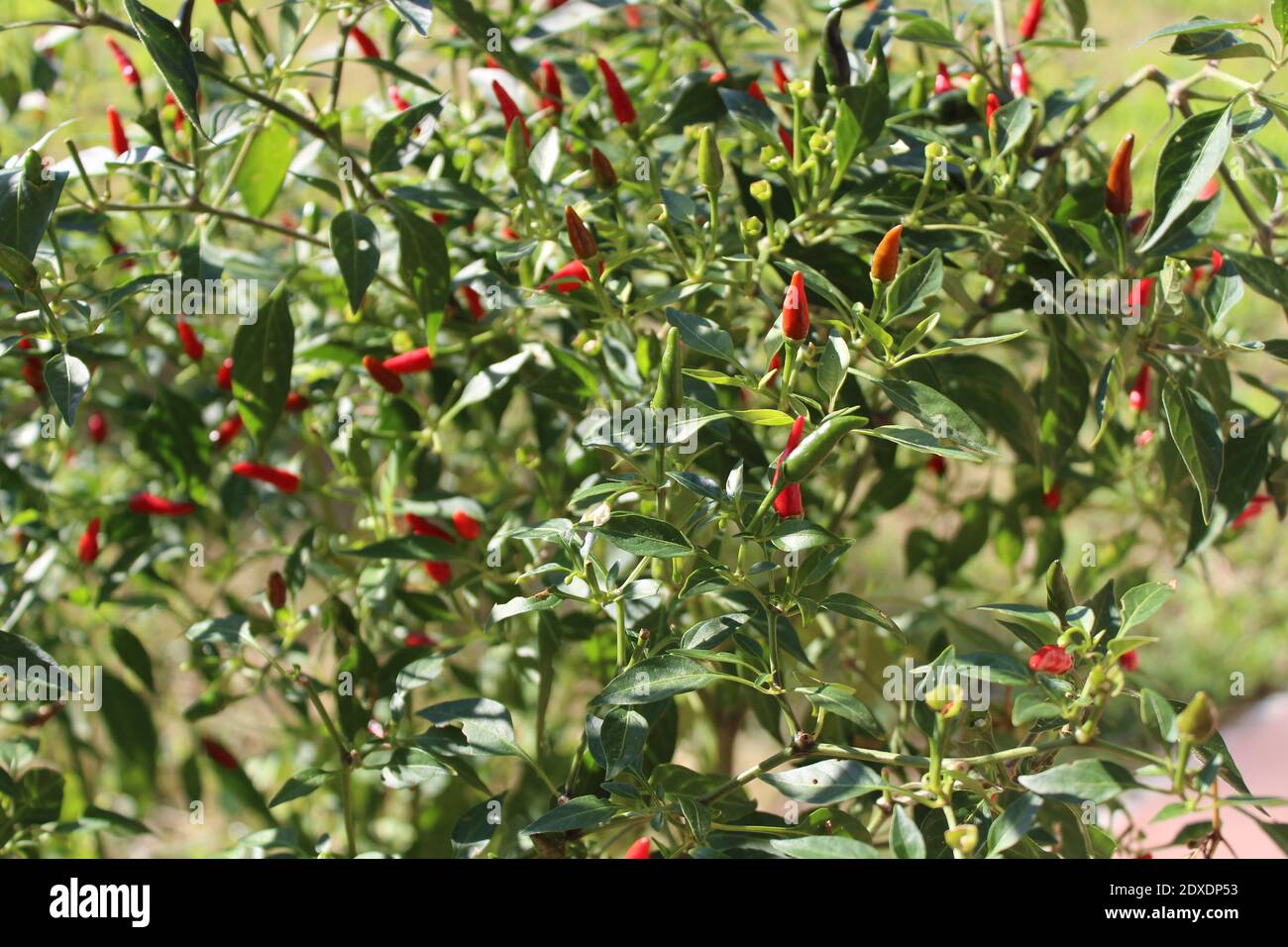 Arbre de piment multicolore Banque de photographies et d’images à haute ...