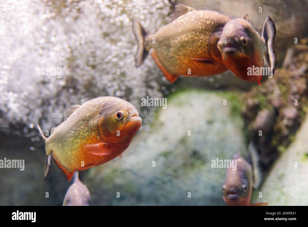 Gros plan d'un Piranha rouge-ventre ou Pygocentrus nattereri Photo ...