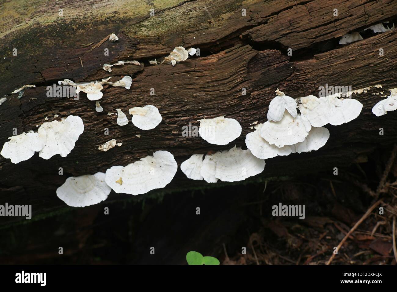 Trametes pubescens Banque de photographies et d’images à haute ...