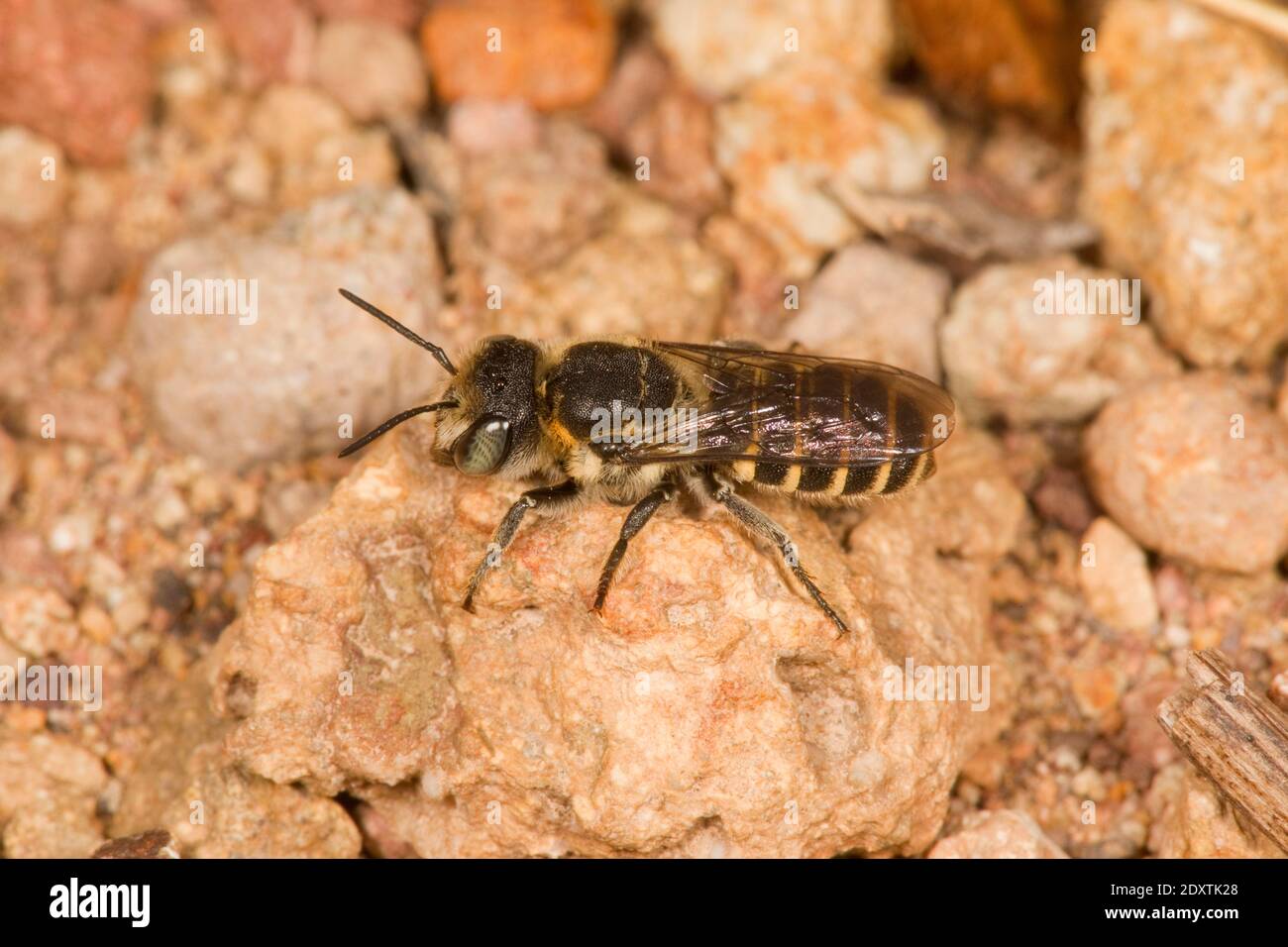 Dit abeille coupeuse de feuilles Banque de photographies et d’images à haute résolution - Alamy