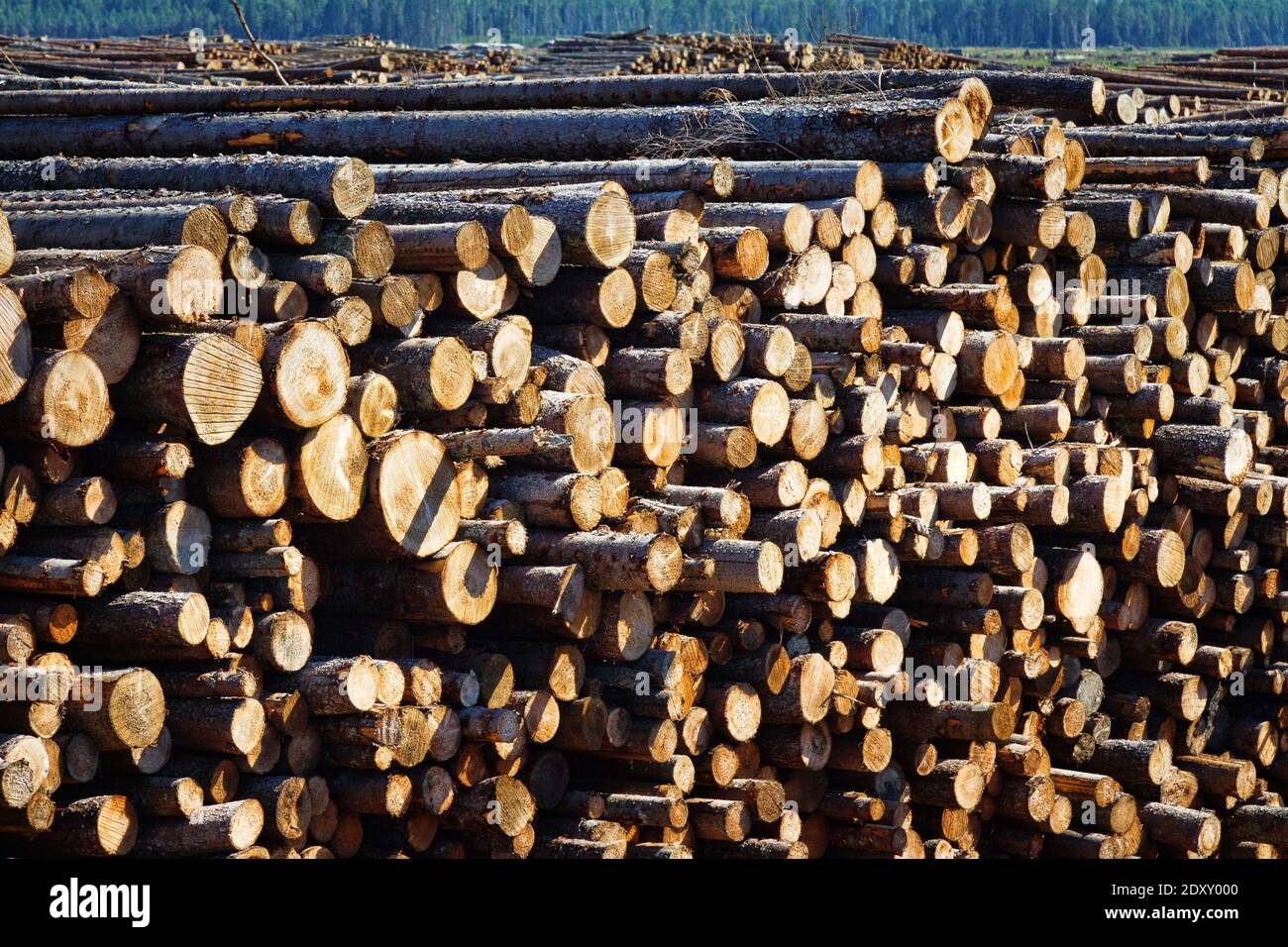 Piles de bois rond Banque de photographies et d’images à haute ...