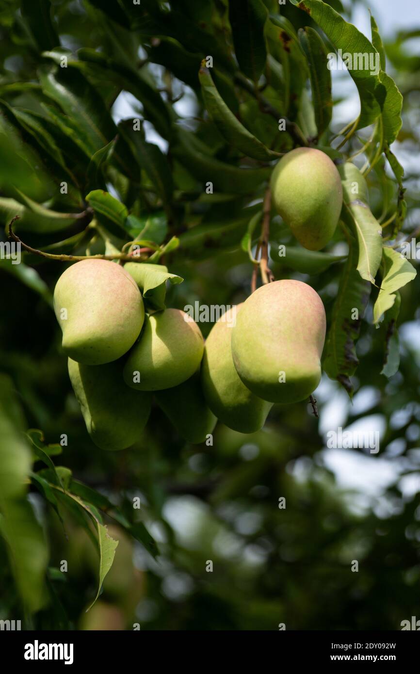 Mango tree mangoes growing plant Banque de photographies et d’images à ...